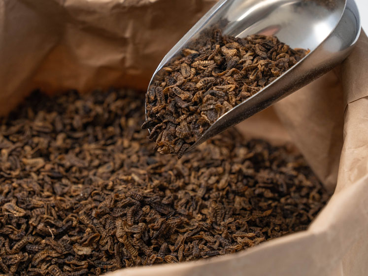 Agroloop commissions Bühler to provide proven insect rearing technology
