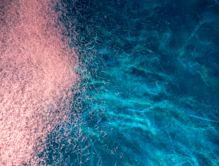 Aker BioMarine launches The Big Krill Show