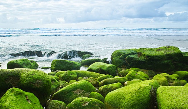 Algalif achieves non-GMO project verification for astaxanthin ingredient