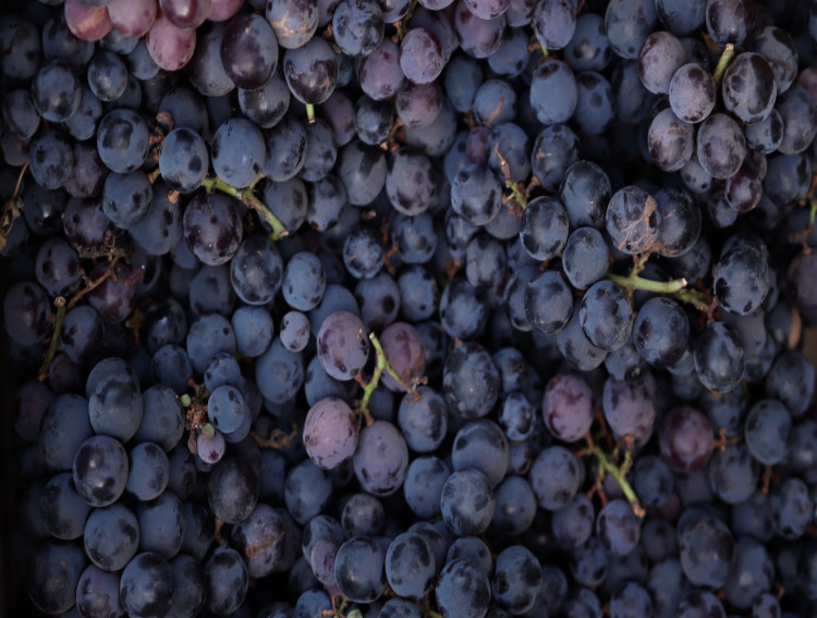 Alvinesa introduces new natural ingredient brand at SupplySide West