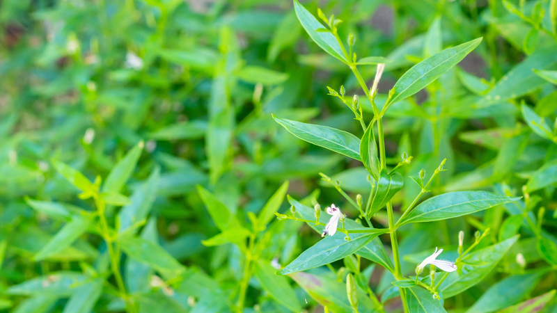 Andrographis paniculata: An effective natural immune modulator