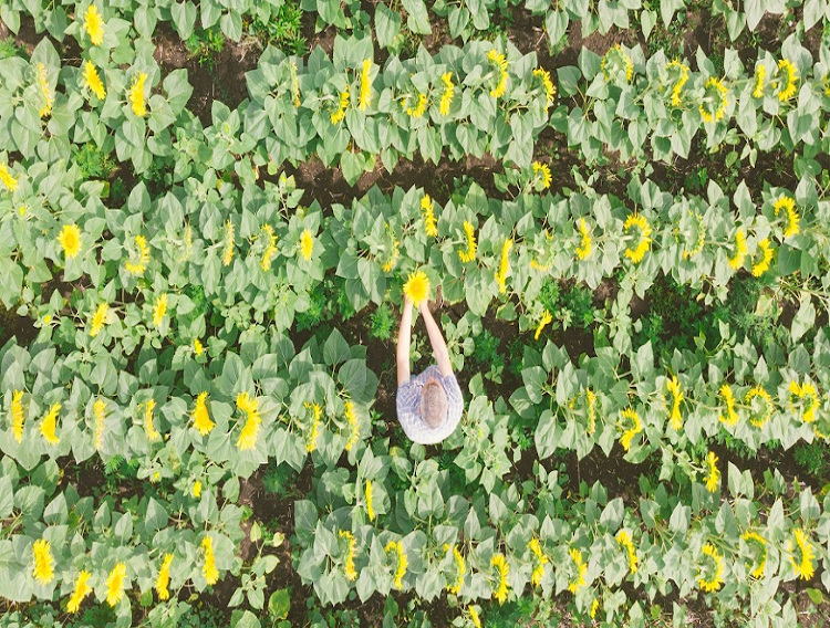 Bunge Loders Croklaan