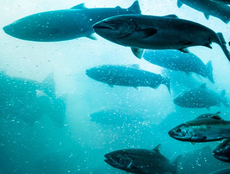 Corbion Purac launches Verdad Powder