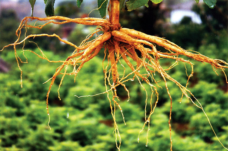 Coleus Forskohlii Root