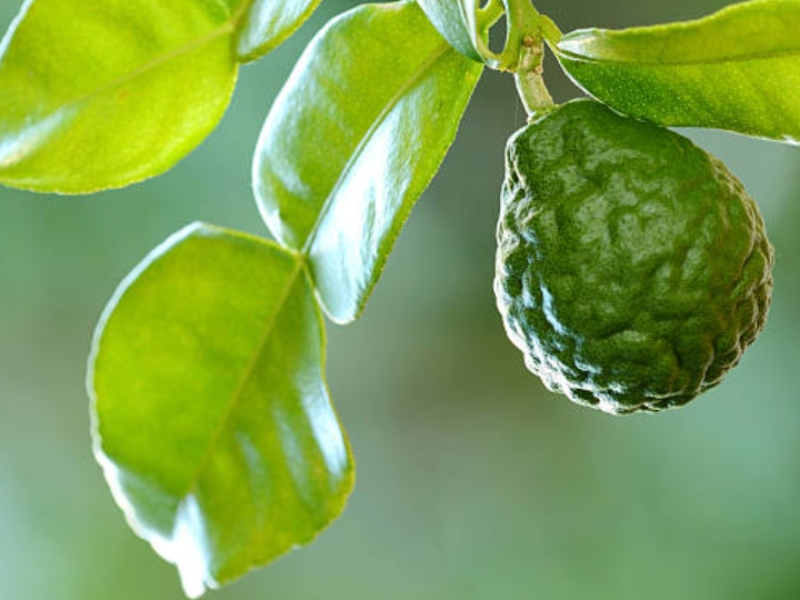 HP Ingredients' bergamot extract obtains GRAS certification