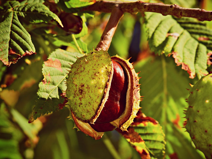 Indena wins AHPA Centennial award