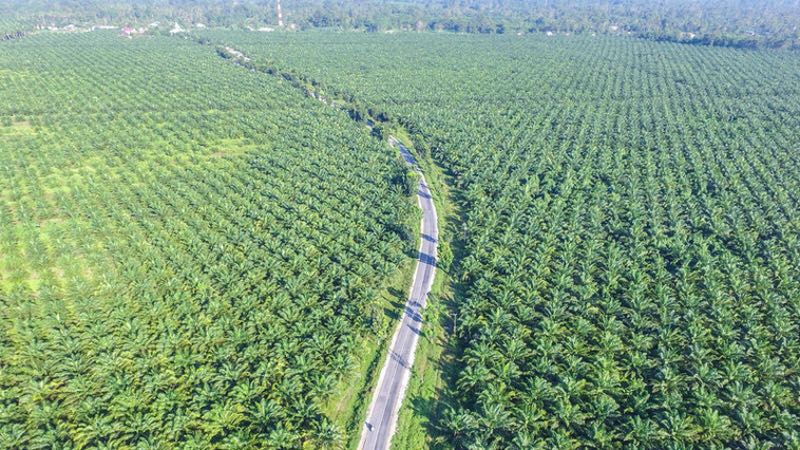 Malaysian palm oil industry adds blockchain technology