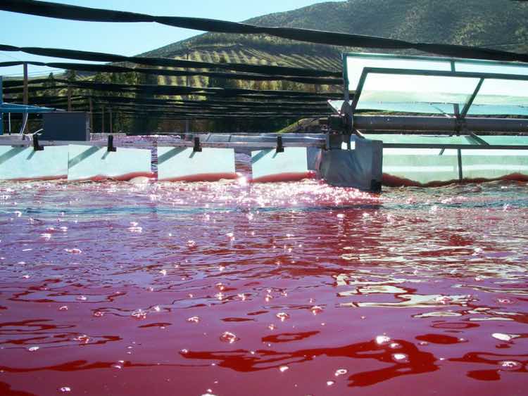 Valensa International